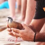 Release of Sea Turtles at Sunset - Why This Tour Matters for Travelers