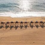 Ride the Wild Camel Safari and Off Road Rush - The Experience in Context: Pros and Cons