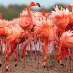 Rio Lagartos and Las Coloradas: EcoSafari Flamingo Luxury - What Travelers Can Expect: Practical Details