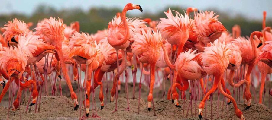 Rio Lagartos and Las Coloradas: EcoSafari Flamingo Luxury - What Travelers Can Expect: Practical Details