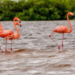 Rio Lagartos: Boat Tour through the Nature Reserve - What to Expect During the Tour