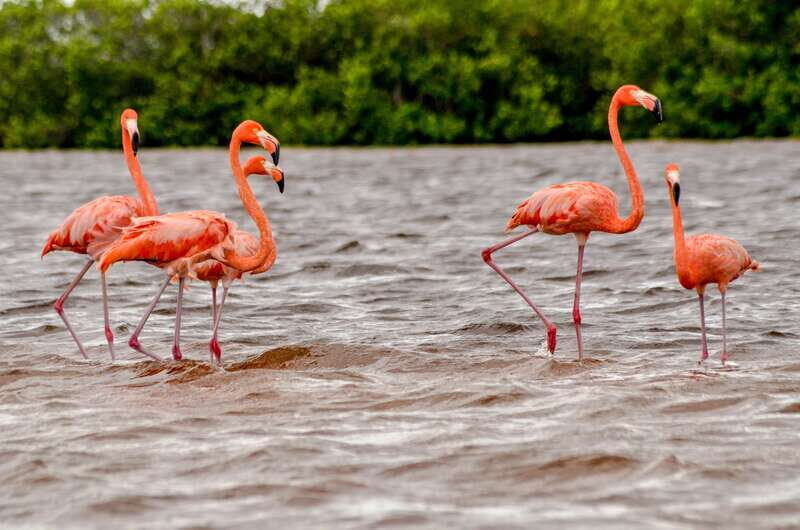 Rio Lagartos: Boat Tour through the Nature Reserve - What to Expect During the Tour