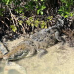 Rio Lagartos Expedition: boat journey through the mangrove - A close-up look at what this tour offers