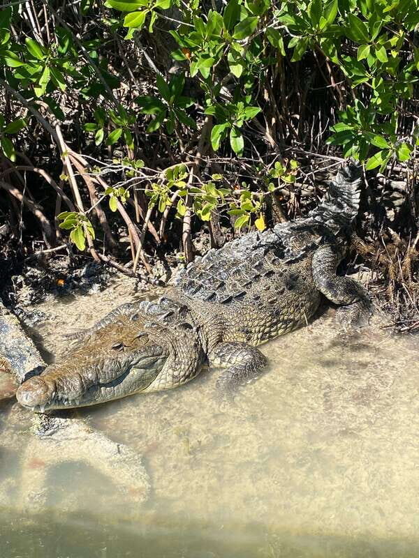 Rio Lagartos Expedition: boat journey through the mangrove - A close-up look at what this tour offers