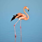 Rio Lagartos: Wondeful Pink Waters and Boat Ride - Transport and Comfort