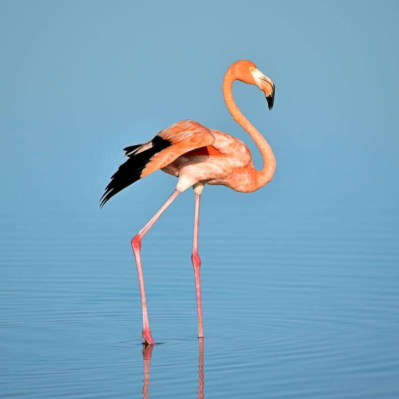Rio Lagartos: Wondeful Pink Waters and Boat Ride - Transport and Comfort
