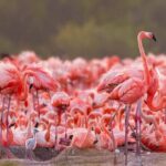 Rio Lizards and Las Coloradas Ecosafari Maya Natural Experience - Who Will Love This Tour?
