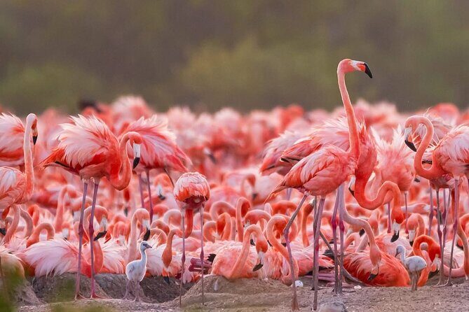 Rio Lizards and Las Coloradas Ecosafari Maya Natural Experience - Who Will Love This Tour?