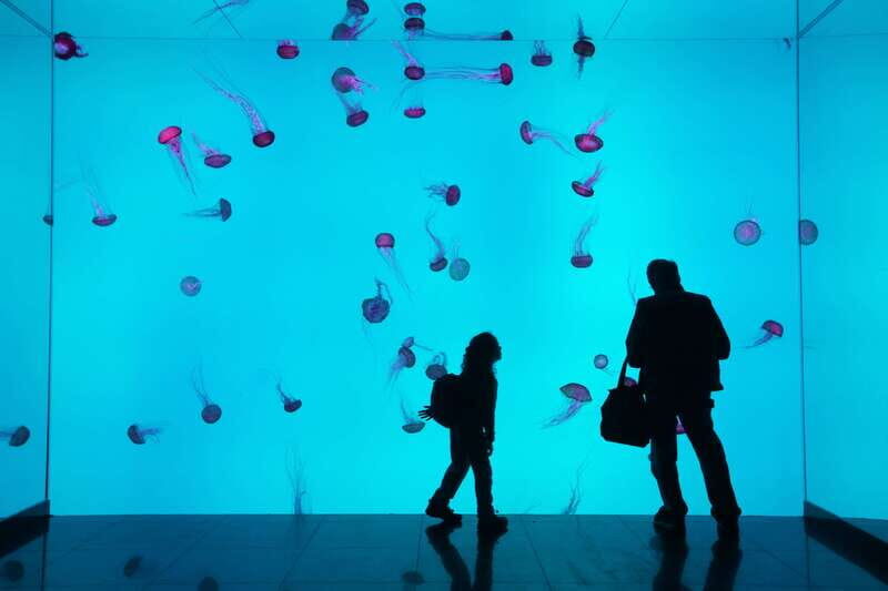 Ripley's Aquarium: Sharks After Dark Entry (After 5PM) - Navigating the Aquarium