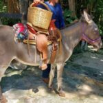 Riviera Maya: Horseback Riding at Rancho Bonanza - Key Points