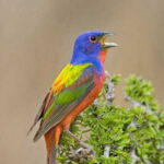 Riviera Maya: Puerto Morelos 4-Hour Bird Watching Tour - What to Expect from the Tour