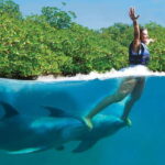 Riviera Maya: Swim with dolphins Primax - The Itinerary Breakdown: What You’ll Experience