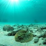 Riviera Maya Ultimate Adventure ATV's Snorkeling & Zip Lines - The Itinerary in Detail