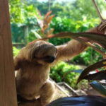 Roatán: Private Monkey and Sloth Sanctuary Tour - The Itinerary: What to Expect