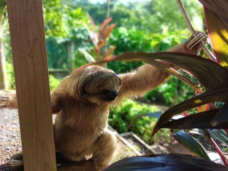 Roatán: Private Monkey and Sloth Sanctuary Tour - The Itinerary: What to Expect