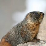 Rocky Mountain National Park Grand Lake Tour - What Travelers Say
