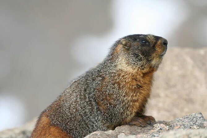 Rocky Mountain National Park Grand Lake Tour - What Travelers Say