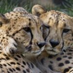 Sacramento Zoo General Admission Ticket - The Itinerary: What’s Happening During Your Visit