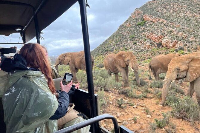 SAFARI Aquila Game Reserve - Round trip + Lunch incl. (Cape Town) - Transportation and Group Size