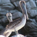 SAFARI THROUGH THE MANGROVES IN VENTANILLA OAXACA - An In-Depth Look at the Tour