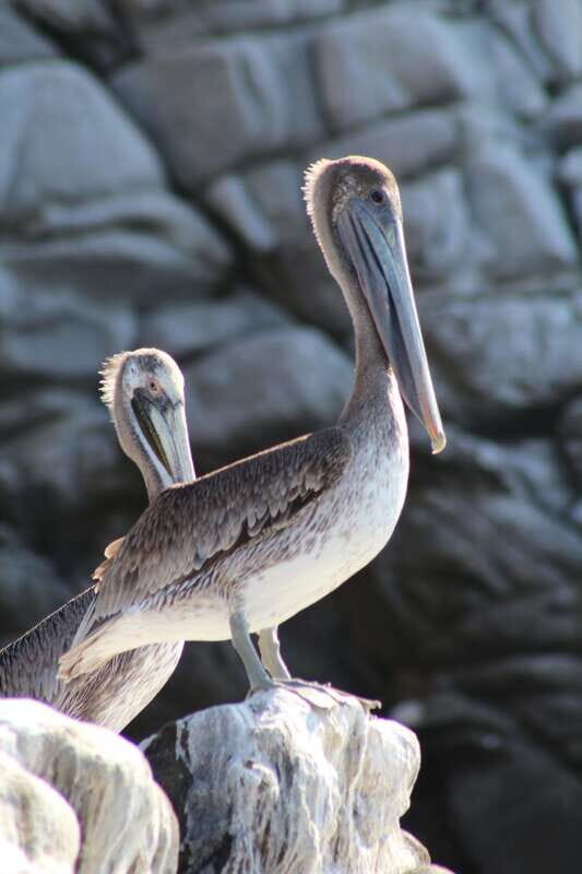 SAFARI THROUGH THE MANGROVES IN VENTANILLA OAXACA - An In-Depth Look at the Tour