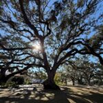 Safety Harbor: Food and Drink Tour with a Local Guide - A Closer Look at the Safety Harbor Food and Drink Tour