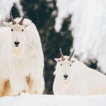 Saint Felicien: Admission to Zoo Sauvage - Who Should Visit?