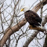 Saint Joseph: Missouri Eagle Waterfowl Photography Tour - Who Will Love This Tour?