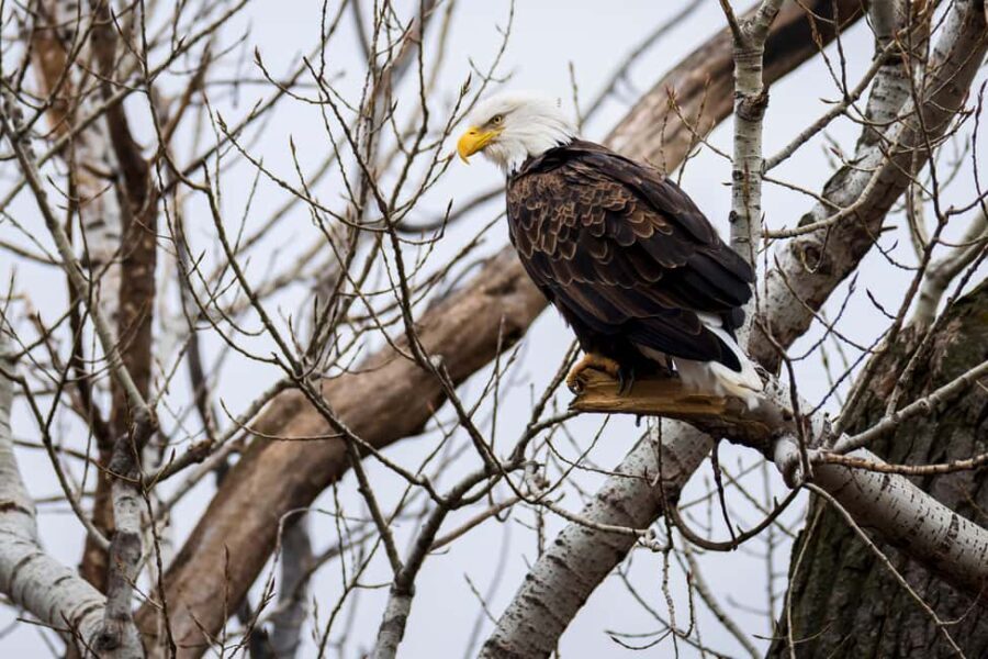 Saint Joseph: Missouri Eagle Waterfowl Photography Tour - Who Will Love This Tour?