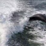 Saint Petersburg: Private Sunset Intracoastal cruise - What to Expect: A Step-by-Step Breakdown