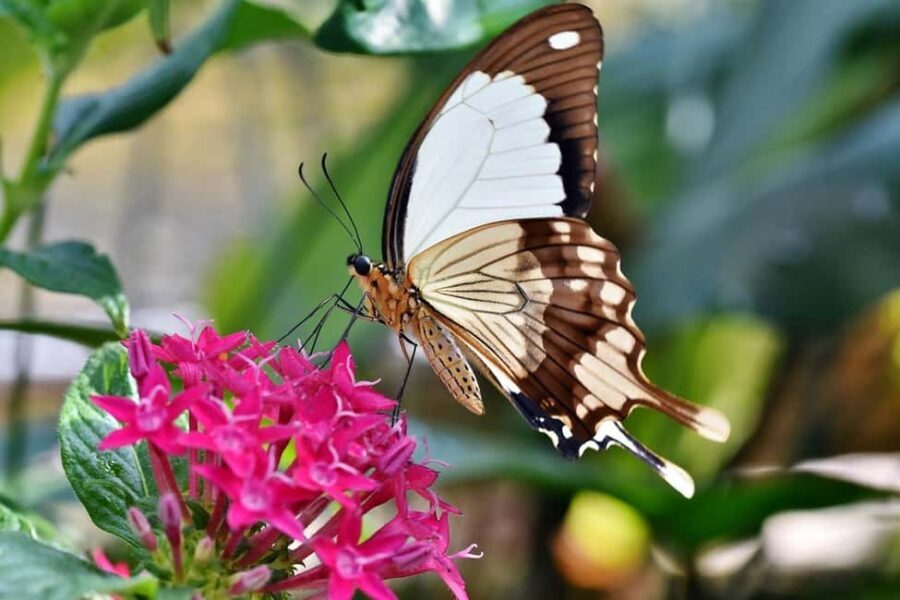 San Antonio: Botanical Garden Admission Ticket - Deep Dive into What to Expect at the Garden