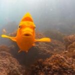 San Diego: La Jolla Cove Guided Snorkeling Tour - Final Thoughts: Is It Worth It?