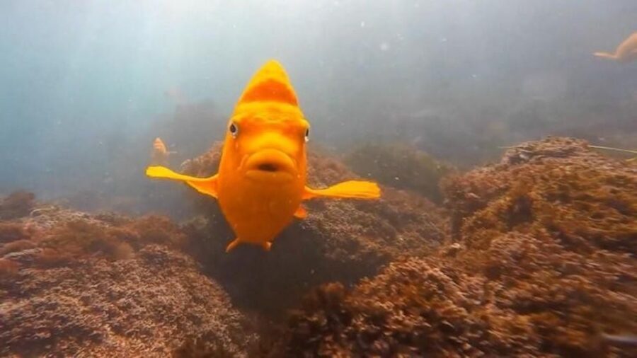 San Diego: La Jolla Cove Guided Snorkeling Tour - Final Thoughts: Is It Worth It?
