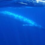 San Diego Ocean Safari: 6-Hour Snorkel Adventure! - The Practicalities: What to Expect