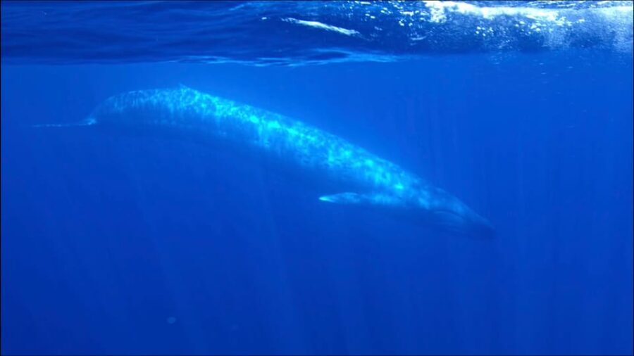 San Diego Ocean Safari: 6-Hour Snorkel Adventure! - The Practicalities: What to Expect