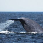 San Diego Whale/Dolphin Watching Cruise Aboard Luxury Vessel - Who Will Love This Tour?