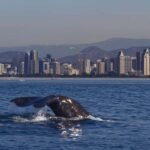 San Diego: Whale Watching Cruise on the Yacht America - What Makes This Tour Stand Out?