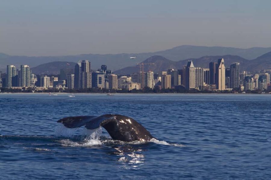 San Diego: Whale Watching Cruise on the Yacht America - What Makes This Tour Stand Out?