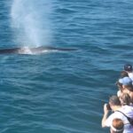 San Diego: Whale Watching Tour - A Deep Dive Into the Experience