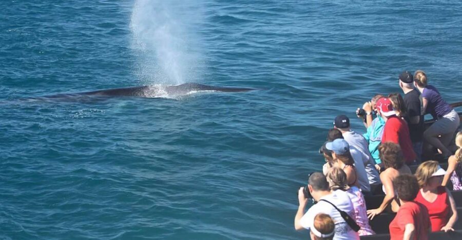 San Diego: Whale Watching Tour - A Deep Dive Into the Experience