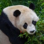 San Diego Zoo Safari Park 1-Day Ticket - The Layout and What to Expect