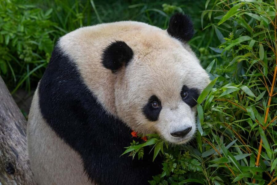 San Diego Zoo Safari Park 1-Day Ticket - The Layout and What to Expect
