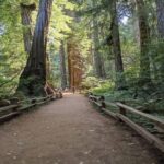 San Francisco: Full-Day City Tour w/ Muir Woods & Sausalito - Who Should Consider This Tour?