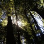 San Francisco: Guided Coastal Redwoods & Wine Country Tour - Who Would Enjoy This Tour?