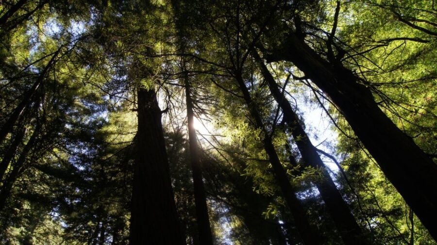 San Francisco: Guided Coastal Redwoods & Wine Country Tour - Who Would Enjoy This Tour?