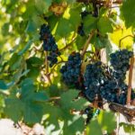 San Francisco: Half-Day Wine Country Excursion with Tastings - What’s Included and What’s Not