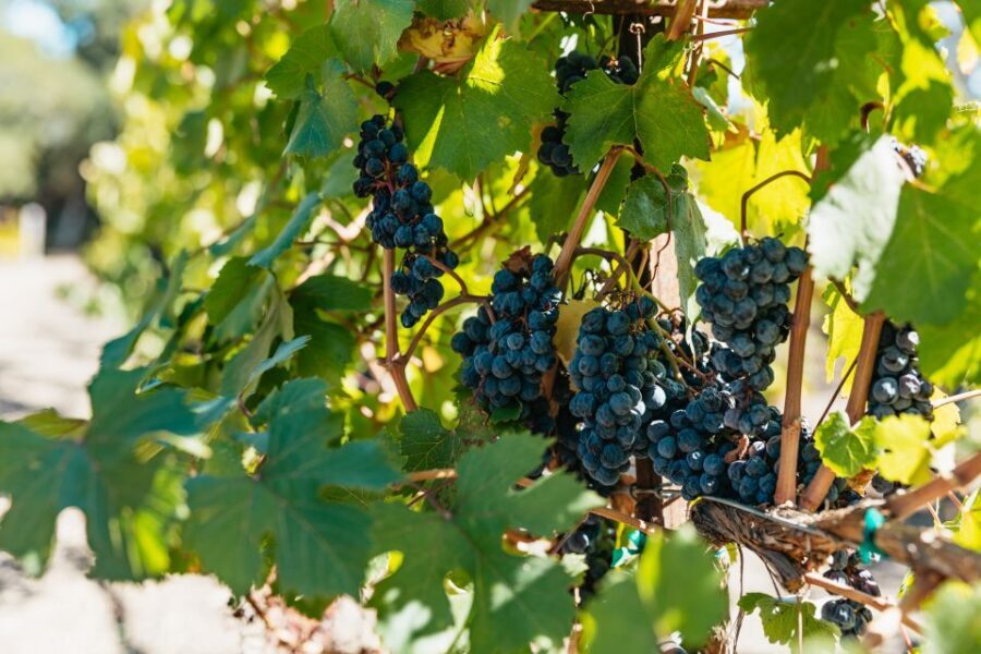 San Francisco: Half-Day Wine Country Excursion with Tastings - What’s Included and What’s Not