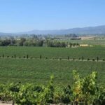 San Francisco: Half-Day Wine Tour with 2 Tastings Included - The Value of This Tour