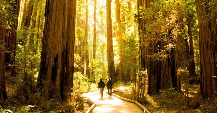 San Francisco: Muir Woods and Sausalito Experience - What Travelers Say