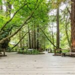 San Francisco: Muir Woods and Sausalito Small-Group Tour - The Itinerary in Detail